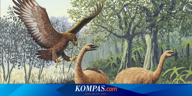 Seperti Apa Wujud Elang Raksasa yang Hidup di Bumi 50.000 Tahun Lalu?