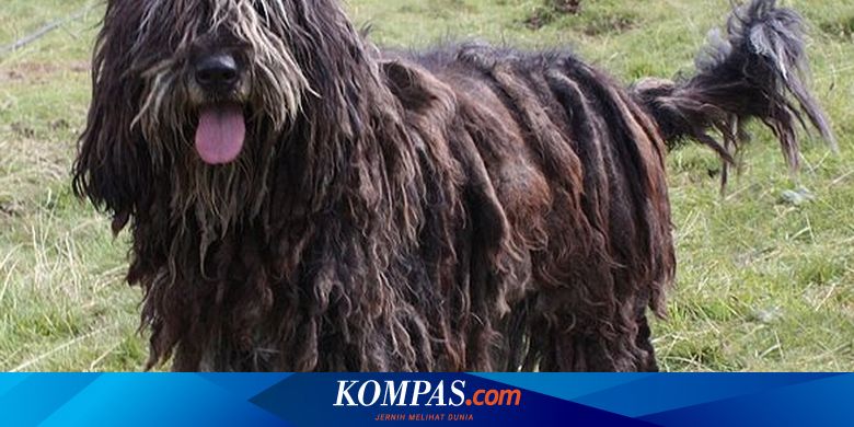 7 Ras Anjing Langka yang Jarang Diketahui