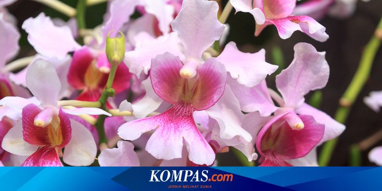 Berita Harian Makna-bunga-anggrek-berdasarkan-warnanya Terbaru Hari Ini ...