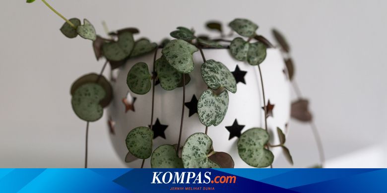 7 Tanaman Merambat yang Tumbuh Subur di Dalam Ruangan