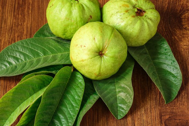 Cara Budidaya Jambu Kristal