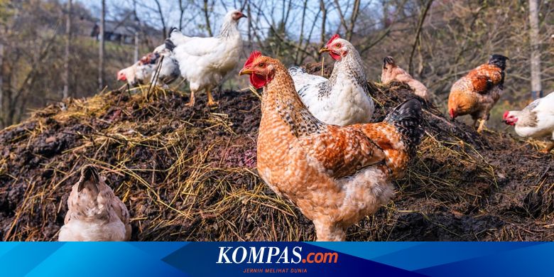 Apa Fungsi Jengger pada Ayam?