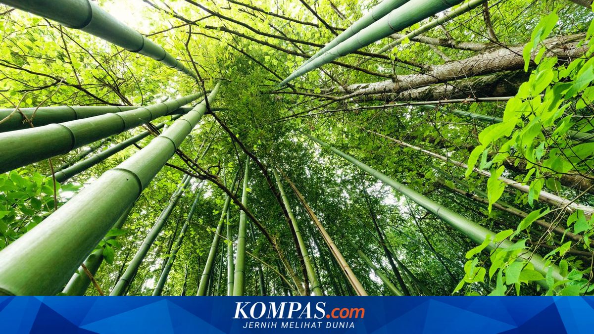 Mekar Setelah 120 Tahun, Bambu Langka di Jepang Terancam Punah Selamanya
