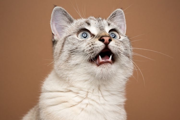 Kenapa Kucing Mengeong Terus? Ini 9 Alasannya