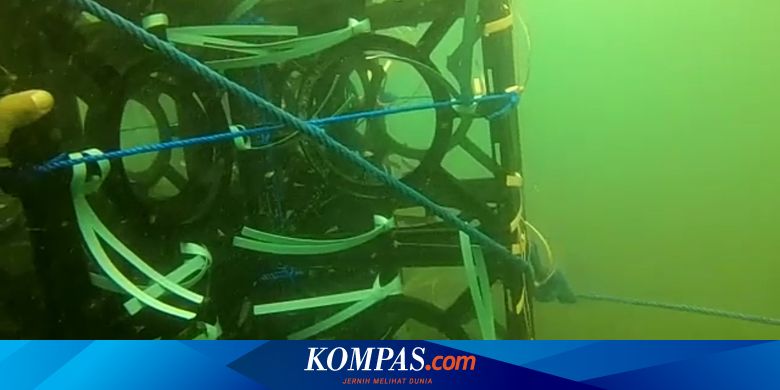 Fish Apartement, Usaha Agar Ikan Kembali ke Pantai yang Dirusak Potas ...