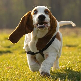 7 Ras Anjing yang Mudah Dirawat, Cocok untuk Lansia dan Orang Sibuk