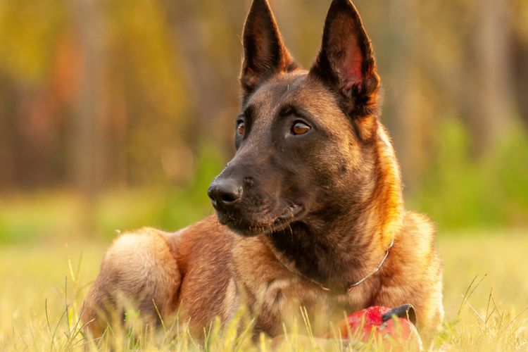 Foto : 7 Fakta Menarik Anjing Belgian Malinois, Ikut Operasi Militer ISIS