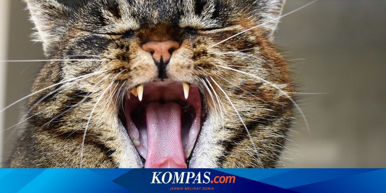 Berapa Banyak Gigi Kucing? Simak Jumlah dan Fakta Uniknya!