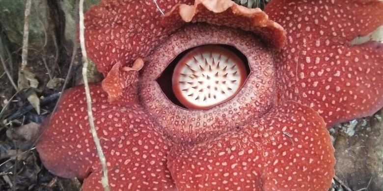 Bunga Rafflesia, Cuma Thomas Stamford Raffles Tercatat sebagai Penemu