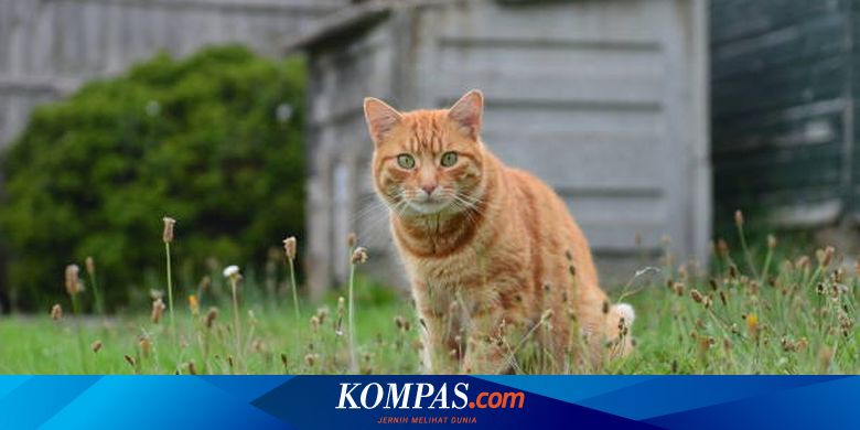 4 Penyebab Kucing Pincang, Bisa Jadi akibat Penyakit Kardiovaskular