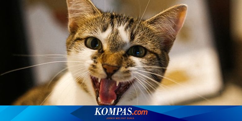 Bisa Bikin Stres, Ini 7 Hal yang Dibenci Kucing