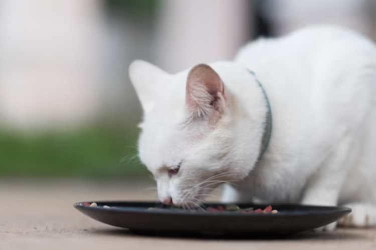 6 Alasan Kucing Malas Makan dan Cara Mengatasinya