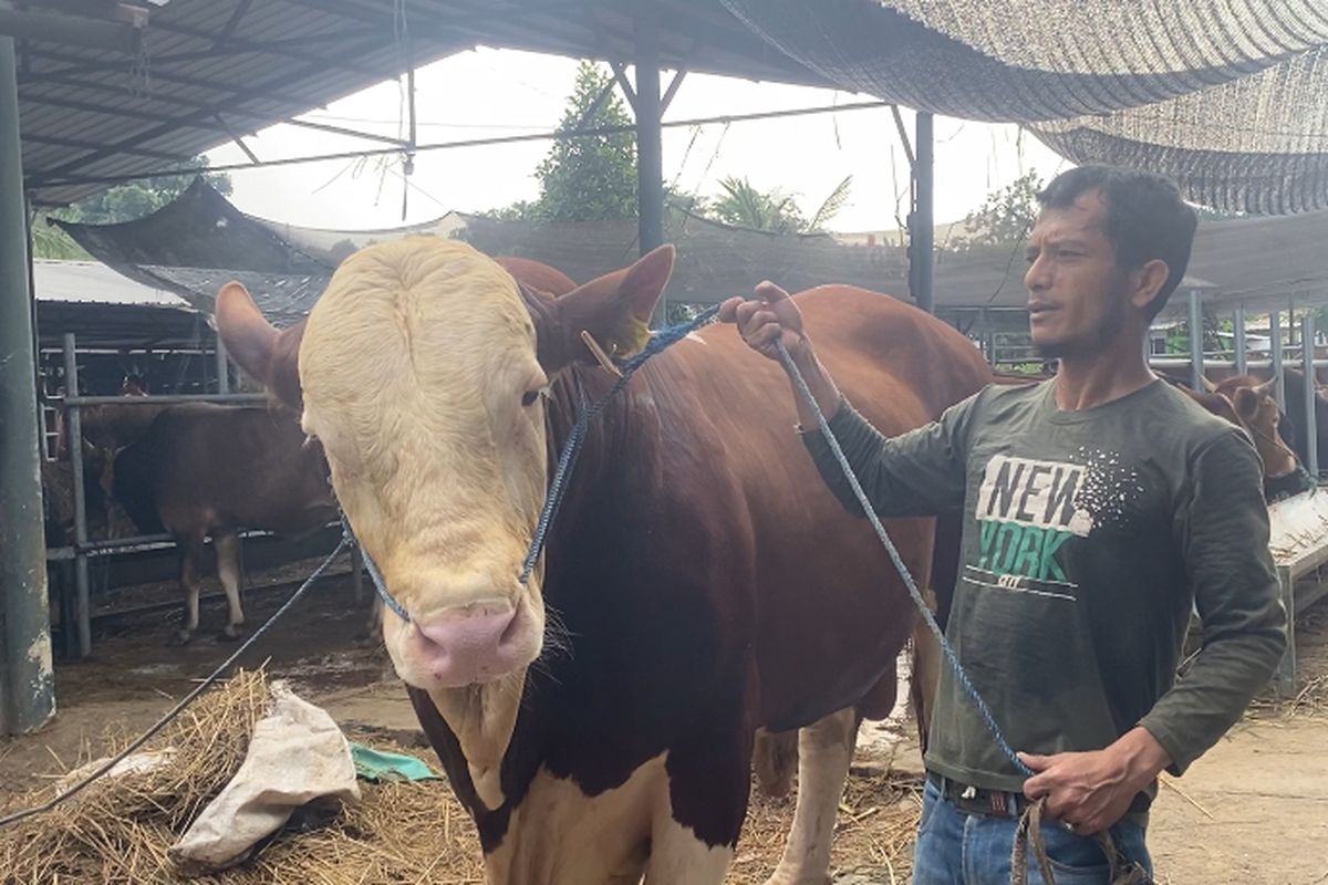 Presiden Prabowo Kurbankan Sapi 1,1 Ton dari Bekasi saat Idul Adha 2025