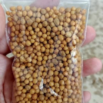 3 Pilihan Pupuk untuk Aglonema dan Cara Pengaplikasiannya