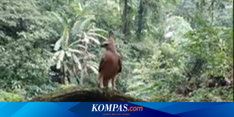 Berita Harian Maskot-satwa-langka-indonesia Terbaru Hari Ini - Kompas.com