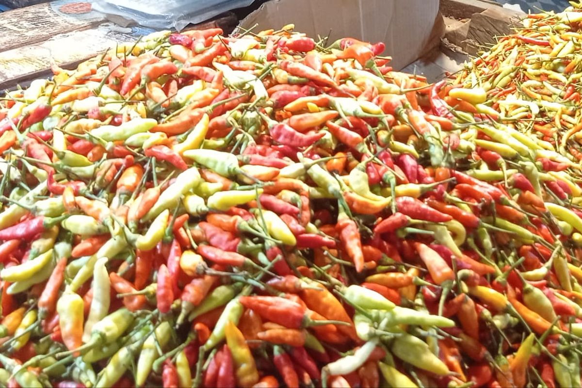 KSP: Harga Cabai Rawit Mulai Turun, Kini Rata-rata Rp 74.600 Per Kg