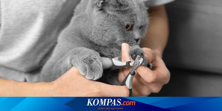 Cara Memotong Kuku Kucing dengan Aman