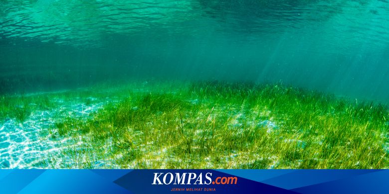 6 Manfaat Padang Lamun, Tumbuhan yang Sering Terlupakan