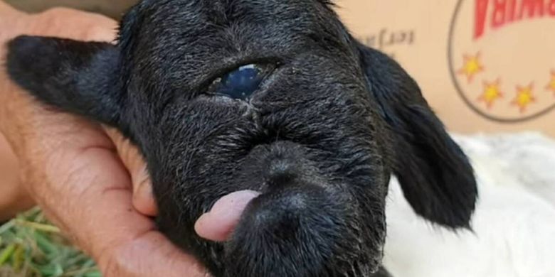 Cyclopic Sheep Dies within 28 Hours of Birth in Indonesia’s West Java