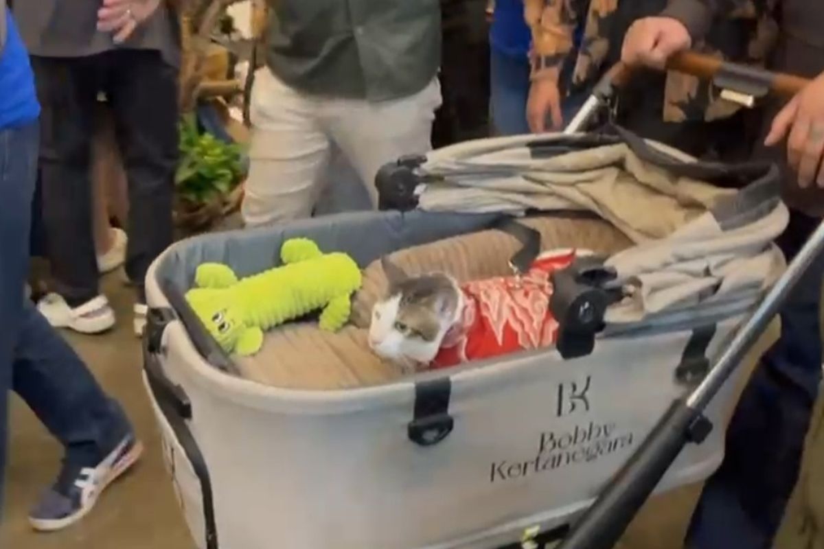 Momen Bobby Kertanegara Keliling Naik Stroller, Kenakan Baju Batik ...