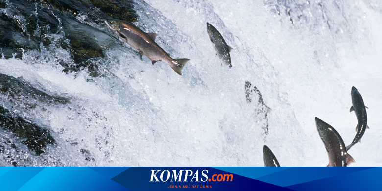 Orang Kuno Alaska Tidak Makan Ikan Selama 1.000 Tahun, Apa Alasannya?