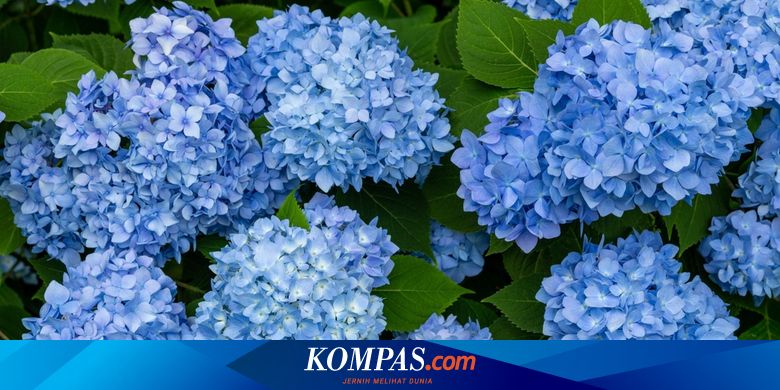 6 Jenis Bunga Berwarna Biru yang Cantik dan Menarik