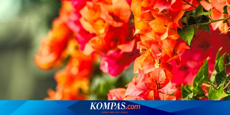 4 Bunga Rambat yang Tahan Panas Sinar Matahari