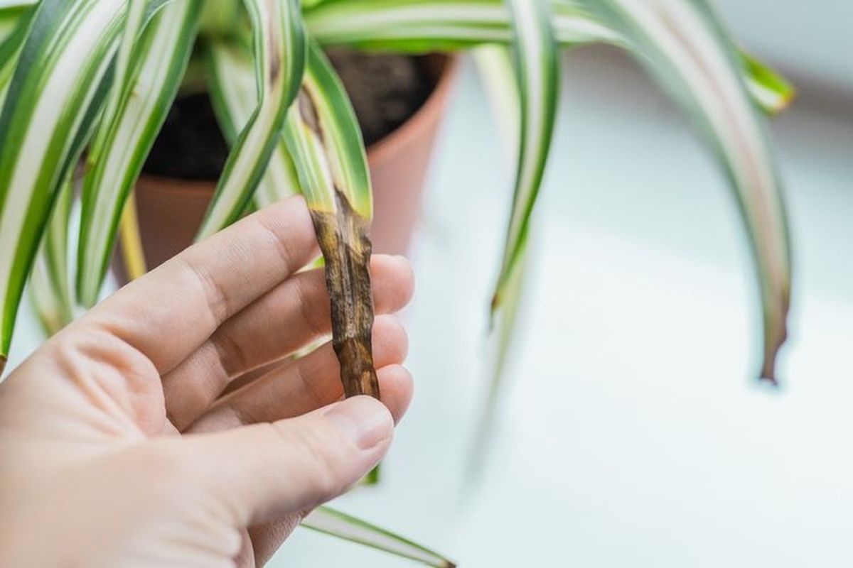 4 Penyebab Daun Tanaman Laba-laba Berwarna Coklat