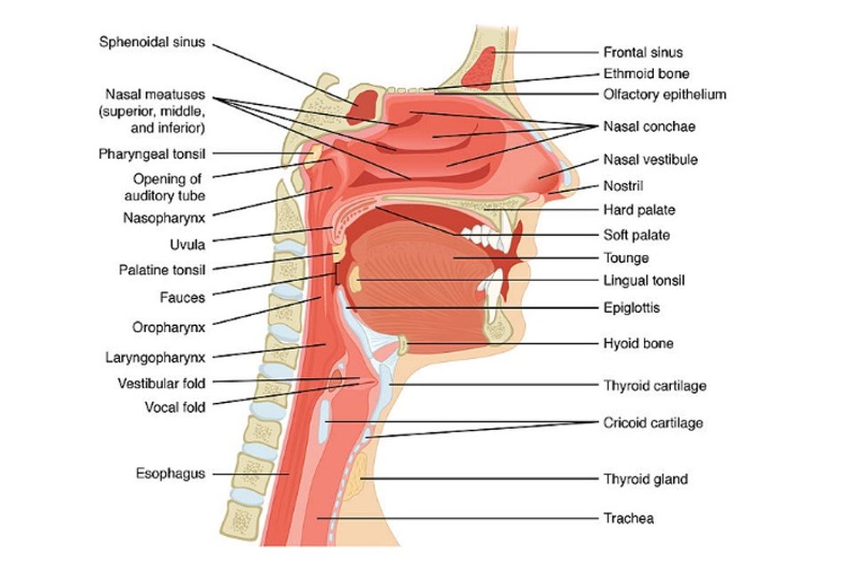 Struktur Laring Manusia Beserta Fungsinya