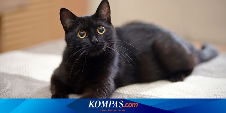 Rekomendasi Nama Kucing yang Unik, Lucu, dan Tidak Biasa