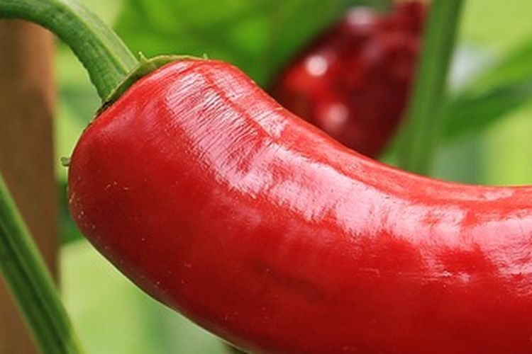 Cara Merawat Cabai Merah Besar agar Panennya Maksimal