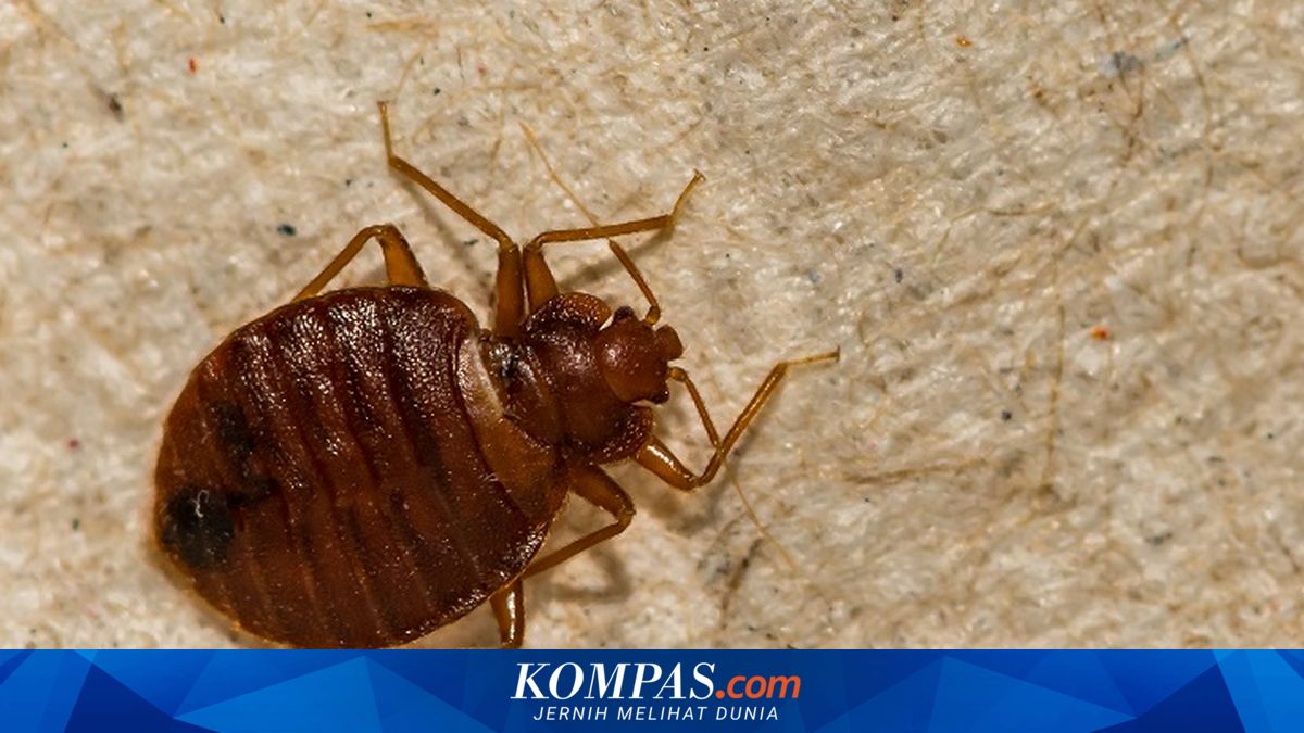 Pulang Liburan? Ini Cara Cegah Kutu Busuk Masuk ke Rumah