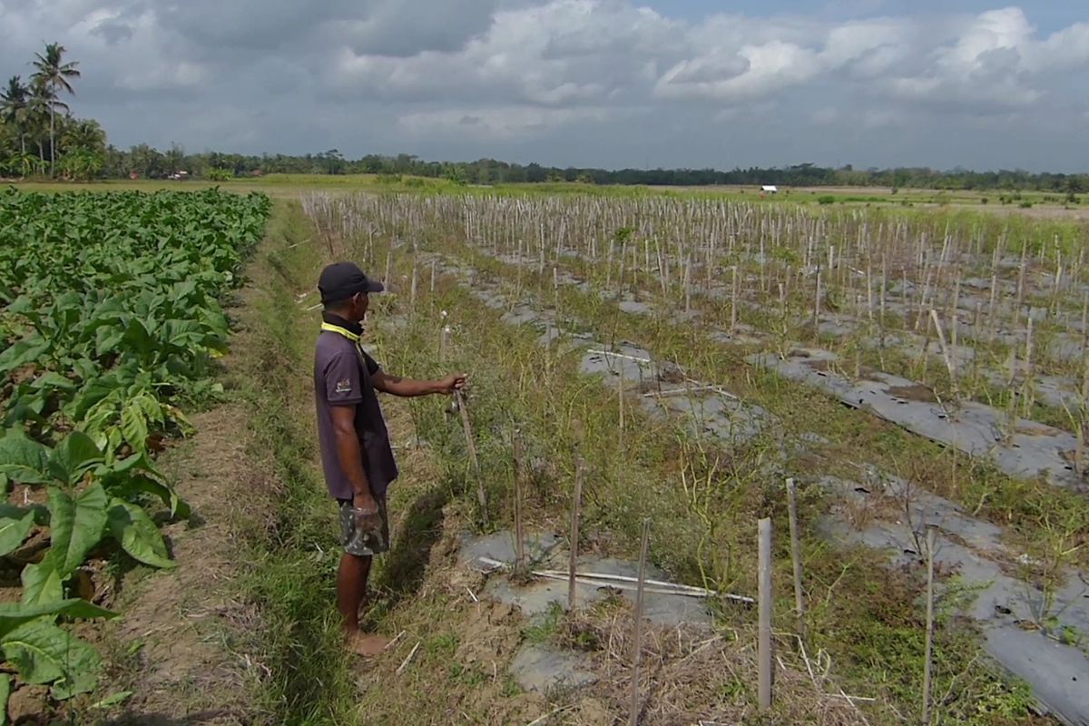 BMKG: Puncak Musim Kemarau 2025 Tidak Serempak, Terjadi Juni-Agustus