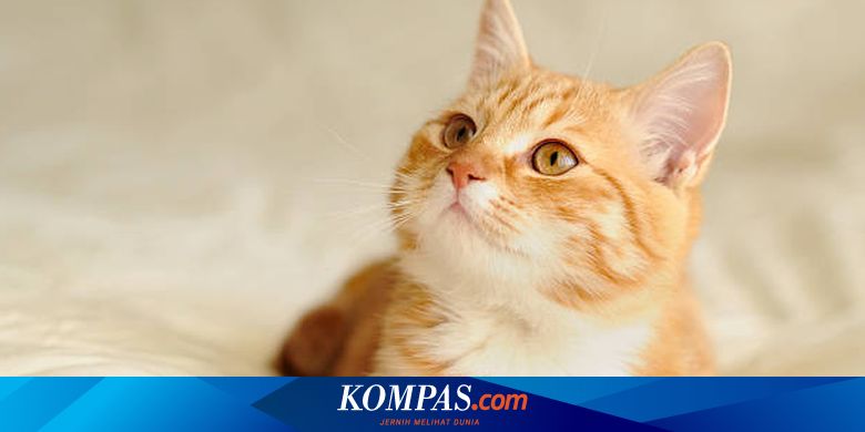 5 Fakta Kucing "Oren" yang Jarang Diketahui, Apa Saja?