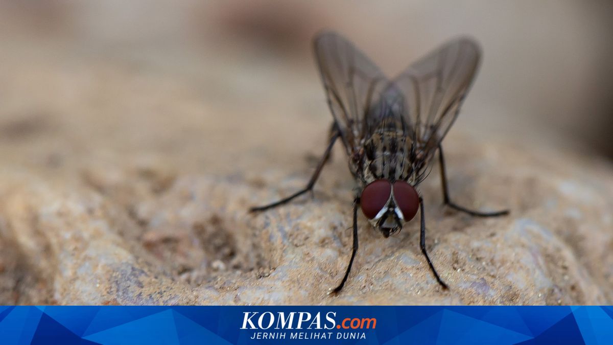 Ordo Diptera: Pengertian dan Ciri-ciri