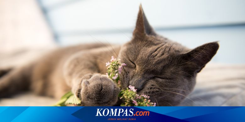 Apa Itu Catnip dan Kenapa Kucing Sangat Menyukainya?