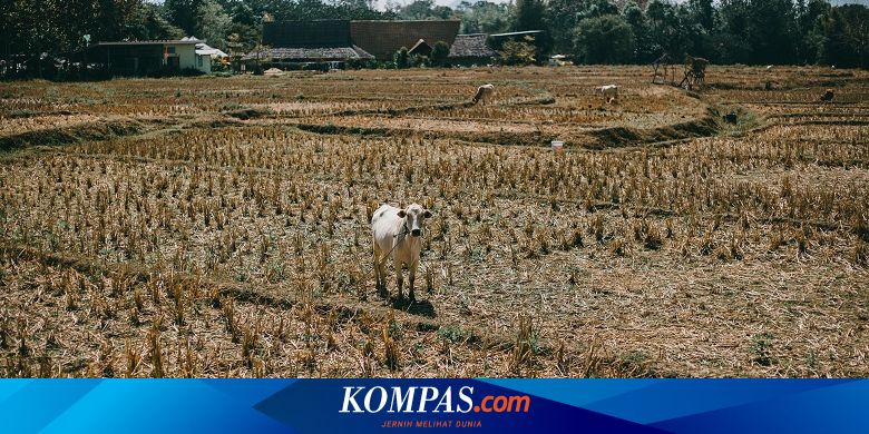 Ini Daerah-daerah yang Diprediksi Paling Parah Terdampak El Nino