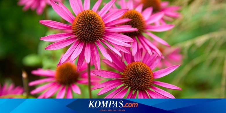 8 Tanaman yang Tahan Kekeringan untuk Diletakkan di Luar Ruangan