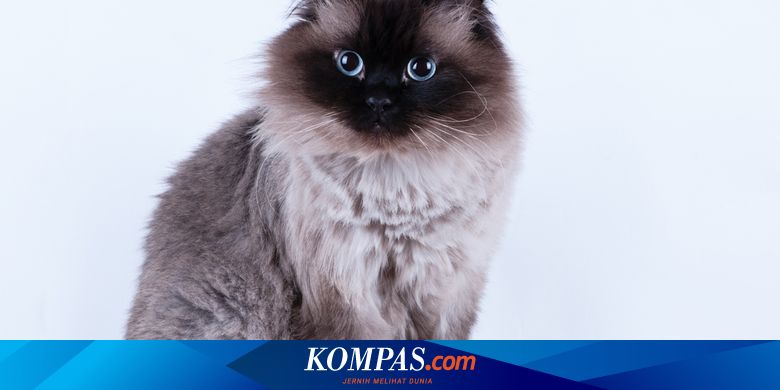 Mengenal Kucing Himalaya, dari Sejarah, Karakter, hingga Perawatan