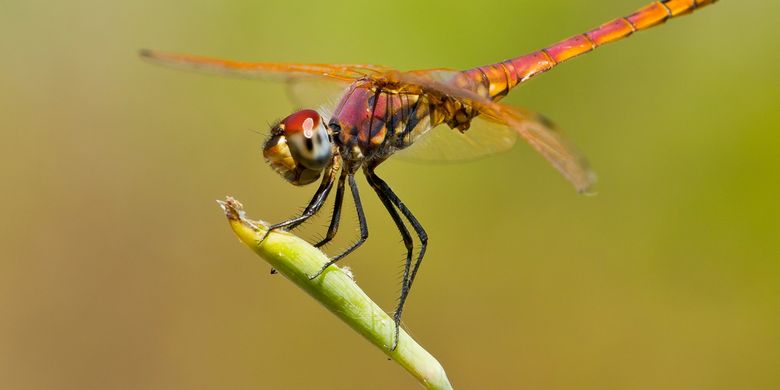 5 Contoh Serangga yang Mengalami Metamorfosis Tidak Sempurna - Kompas.com