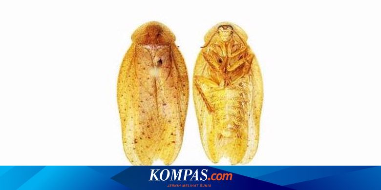 Tiga Jenis Kecoa Raksasa Ditemukan di China