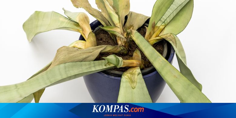 4 Penyebab Daun Lidah Mertua Terkulai Lemas dan Layu