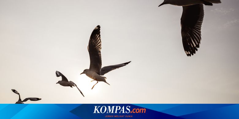 Tak Cuma Bikin Tubuh Menyusut, Perubahan Iklim Juga Ubah Rute Migrasi ...