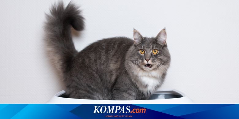 5 Alasan Kucing Tidak Mengubur Kotorannya