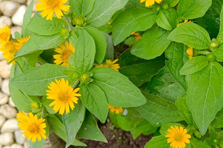 Cara Menanam Bunga Matahari Mini di Pot
