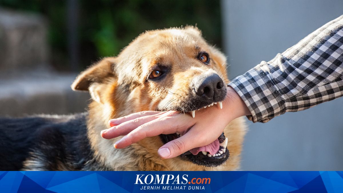 Tanda-tanda Rabies yang Harus Diwaspadai Setelah Digigit Anjing
