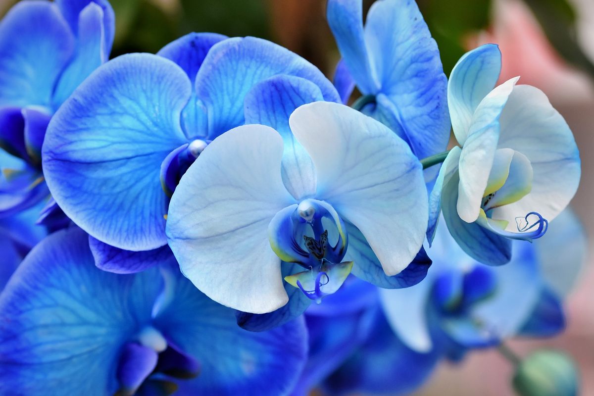 5 Langkah Membuat Pupuk Alami untuk Tanaman Anggrek