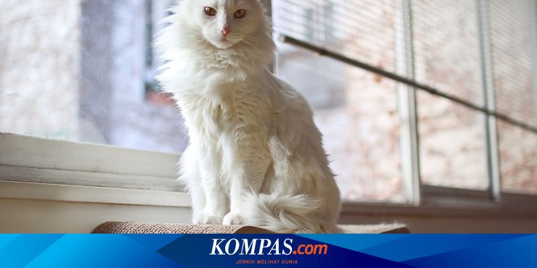 Kucing Berjalan Pincang? Ketahui Penyebab dan Cara Mengatasinya