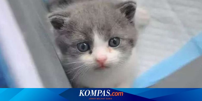 Pertama di Dunia, Ilmuwan China Sukses Kloning Kucing yang Sudah Mati