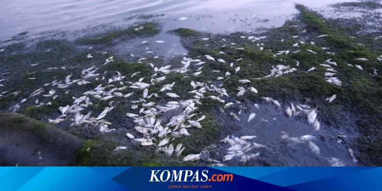 Ledakan Populasi Fitoplankton Jadi Penyebab Matinya Ikan di Laut Ancol